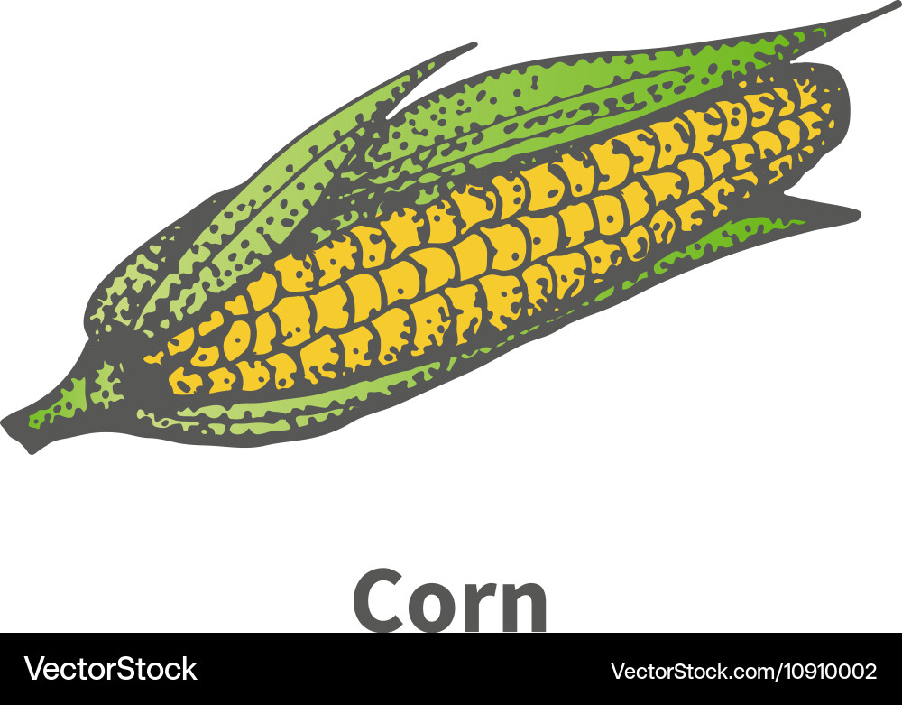 Hand-drawn yellow ripe corn with leaves Royalty Free Vector