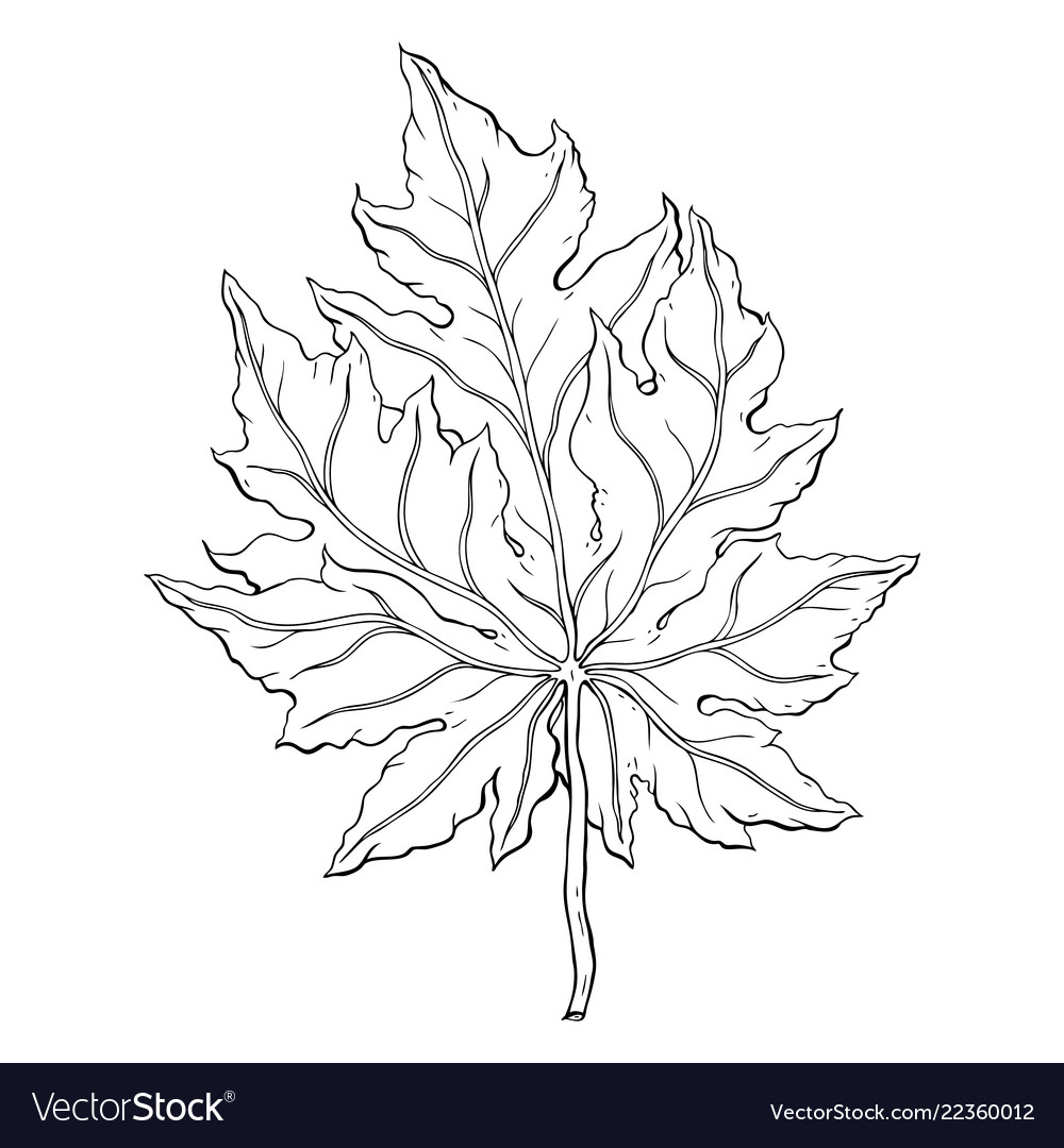 Leaves hand drawn Royalty Free Vector Image - VectorStock Leaves hand drawn Royalty Free Vector Image - VectorStock