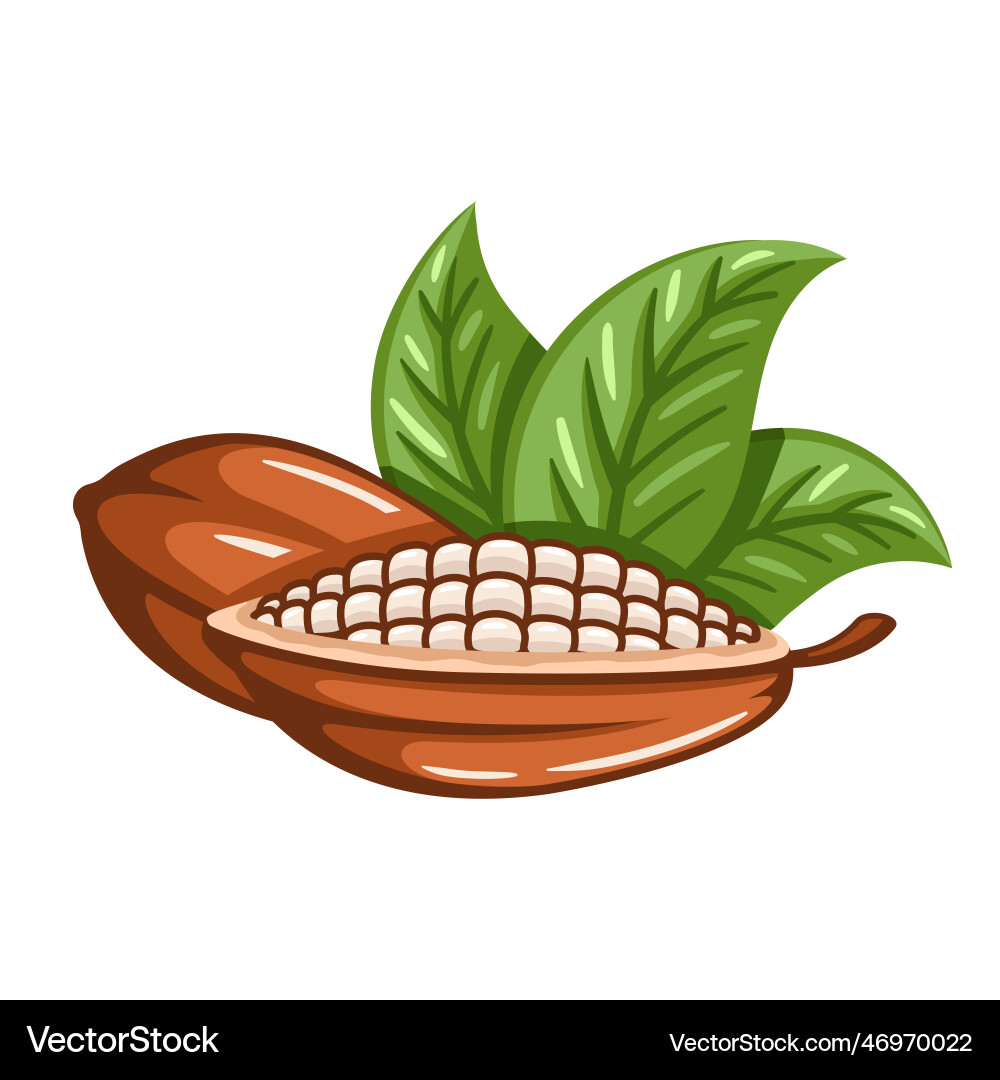 Cocoa beans isolated on white background Vector Image