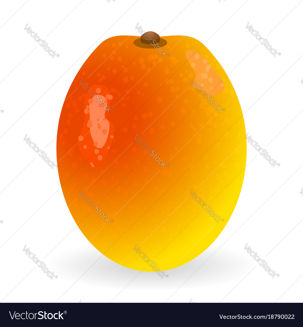 Mango isolated Royalty Free Vector Image - VectorStock