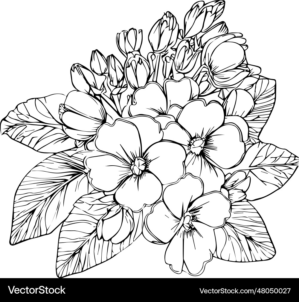 Primrose line drawing primula sketch clipa Vector Image