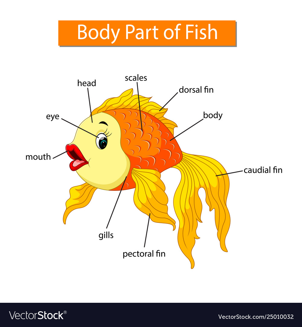 Body Parts Diagram Body Parts Diagram Poster Royalty Free Vector