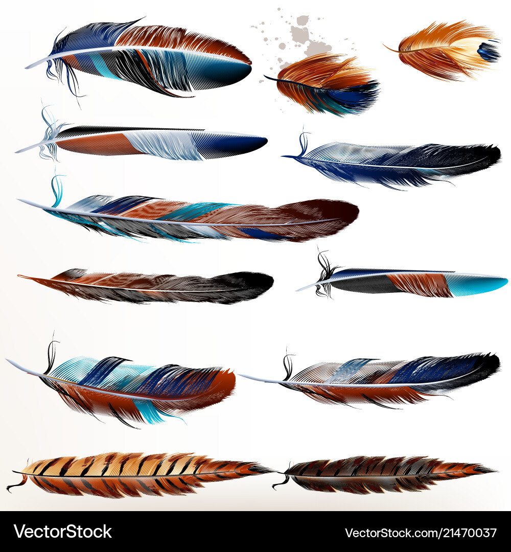 Set of realistic colorful feathers Royalty Free Vector Image