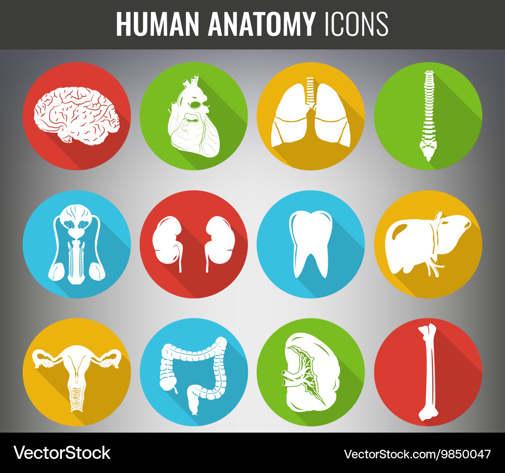 Human internal organs anatomy set icons Royalty Free Vector