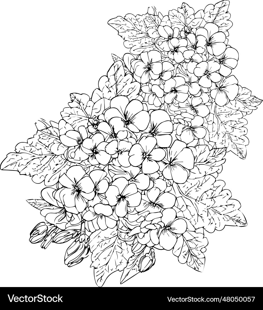 Flower arrangement line art primula doodle Vector Image