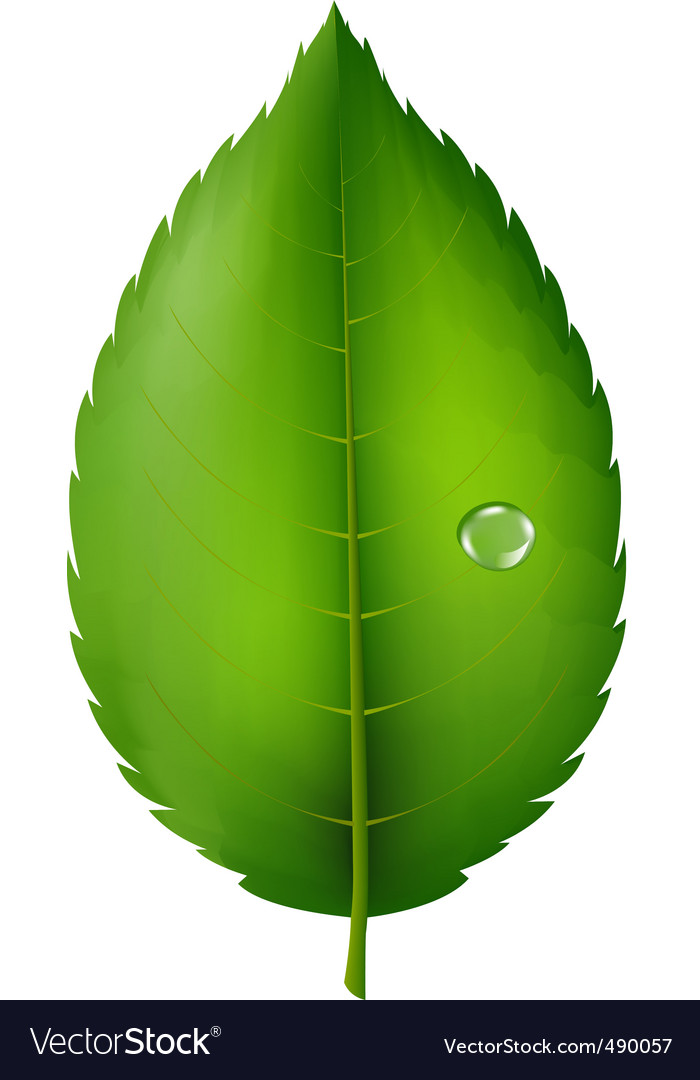 Green leaf Royalty Free Vector Image - VectorStock