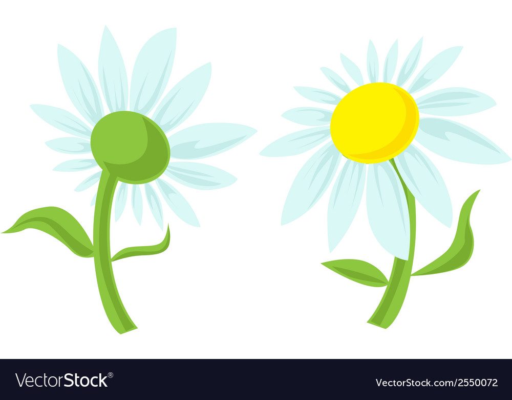 Daisy isolated Royalty Free Vector Image - VectorStock