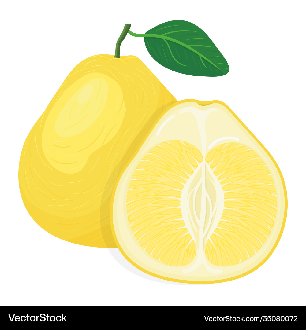 Fresh bright exotic whole and cut slice pomelo Vector Image