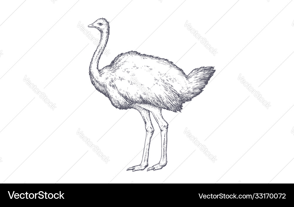 Ostrich vintage retro print Royalty Free Vector Image