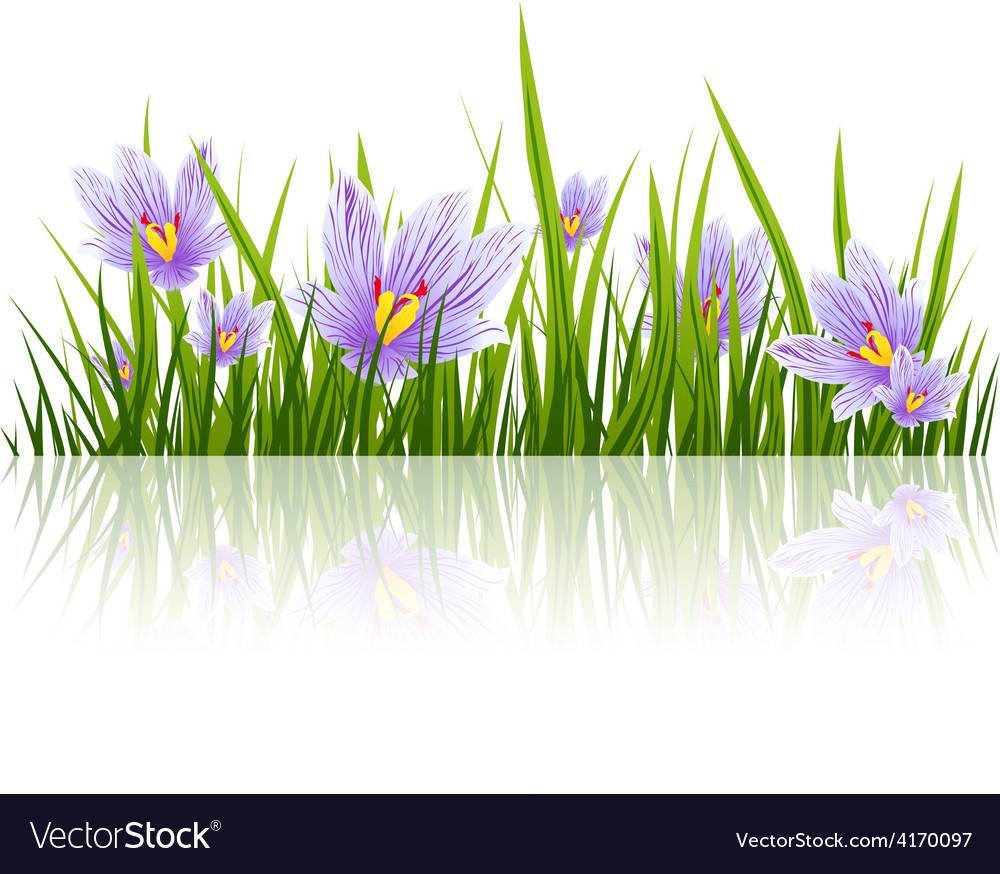 Crocus Royalty Free Vector Image - VectorStock