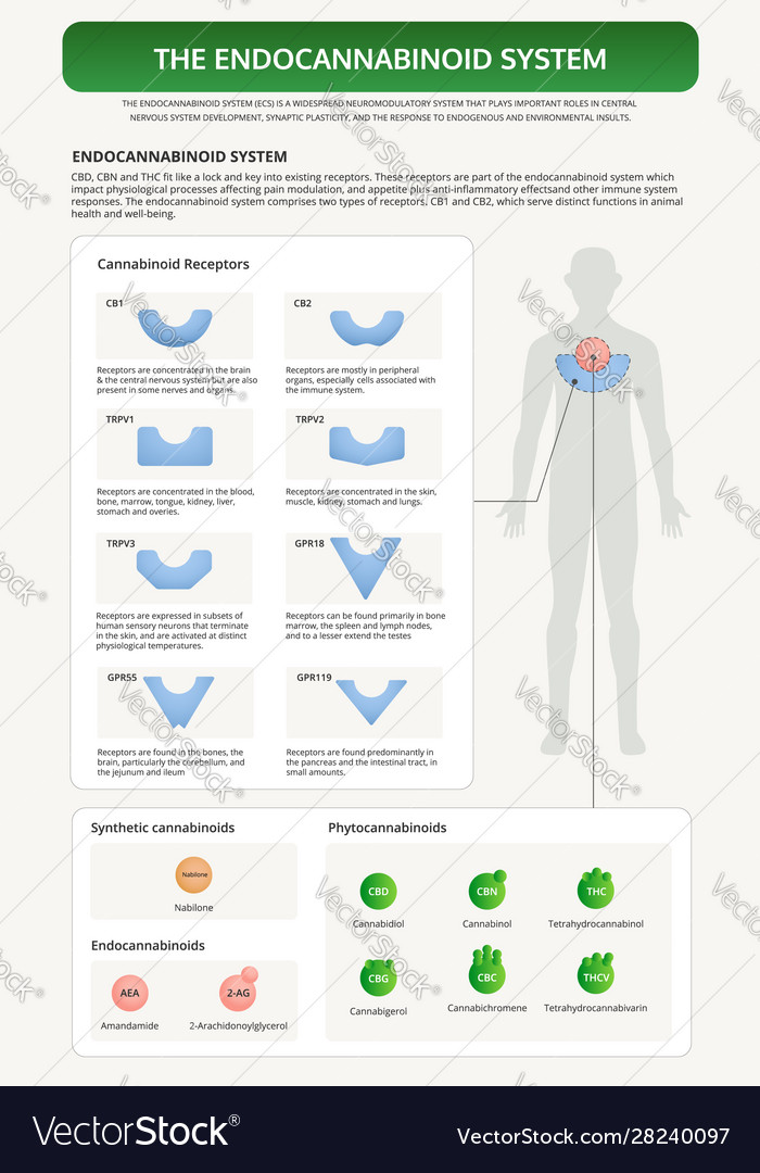 Endocannabinoid system vertical textbook Vector Image