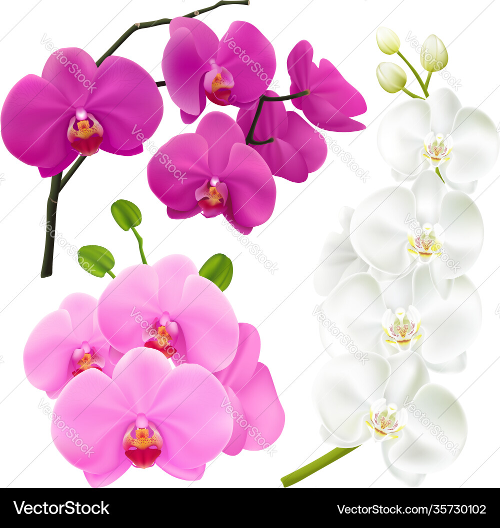 Orchid flowers realistic colorful set Royalty Free Vector