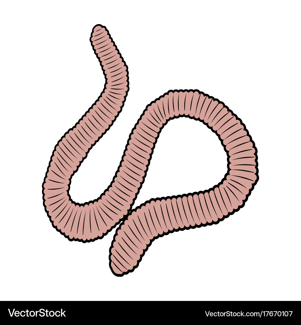 A worm boneless animal earthworm single icon Vector Image