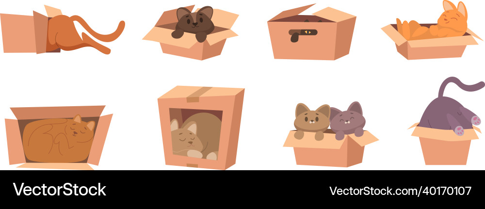 Cat in box funny kitty playing and sitting Vector Image