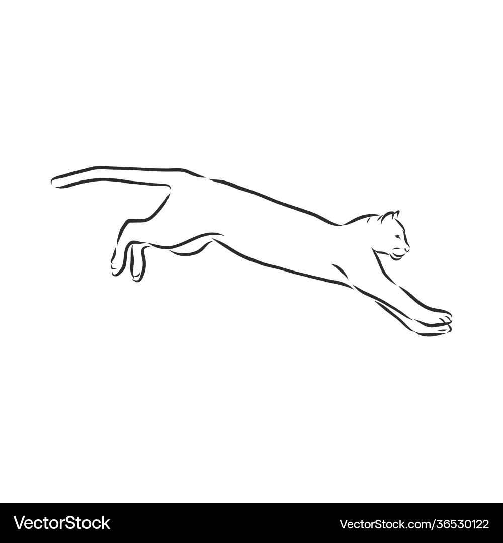 Hand-drawn portrait puma sketch style use Vector Image