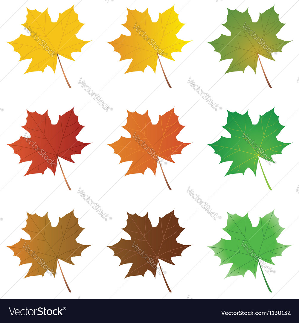 Maple leaves Royalty Free Vector Image - VectorStock