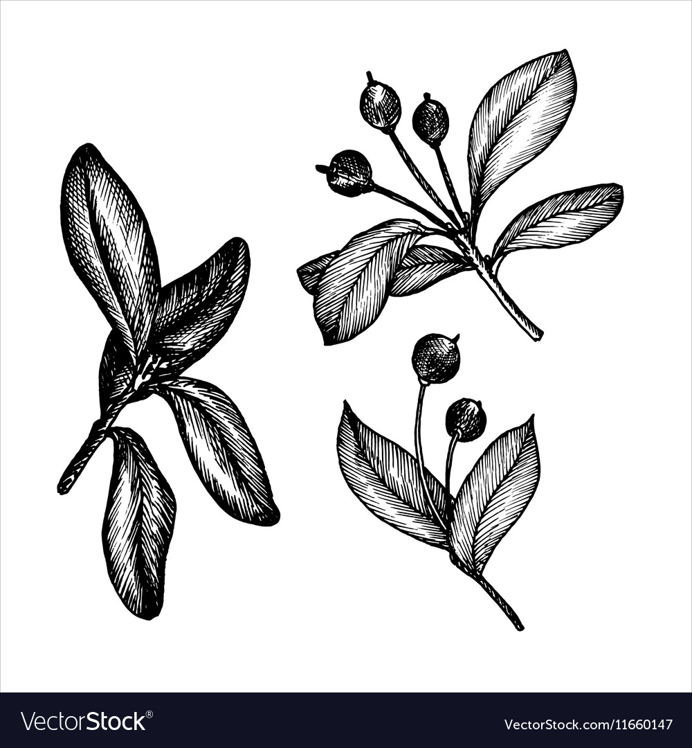 Vintage floral set Royalty Free Vector Image - VectorStock
