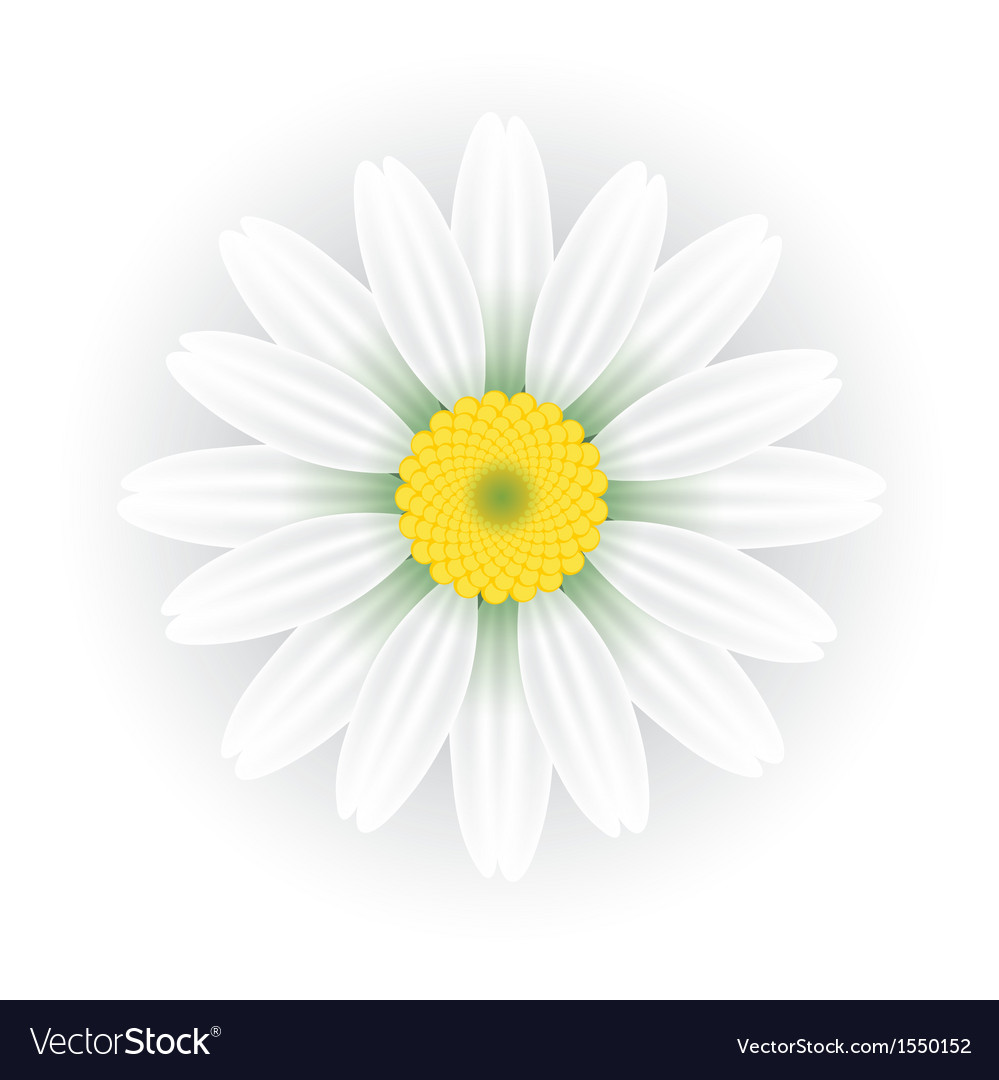 Chamomile Royalty Free Vector Image - VectorStock