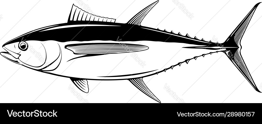 Bigeye tuna fish black and white Royalty Free Vector Image