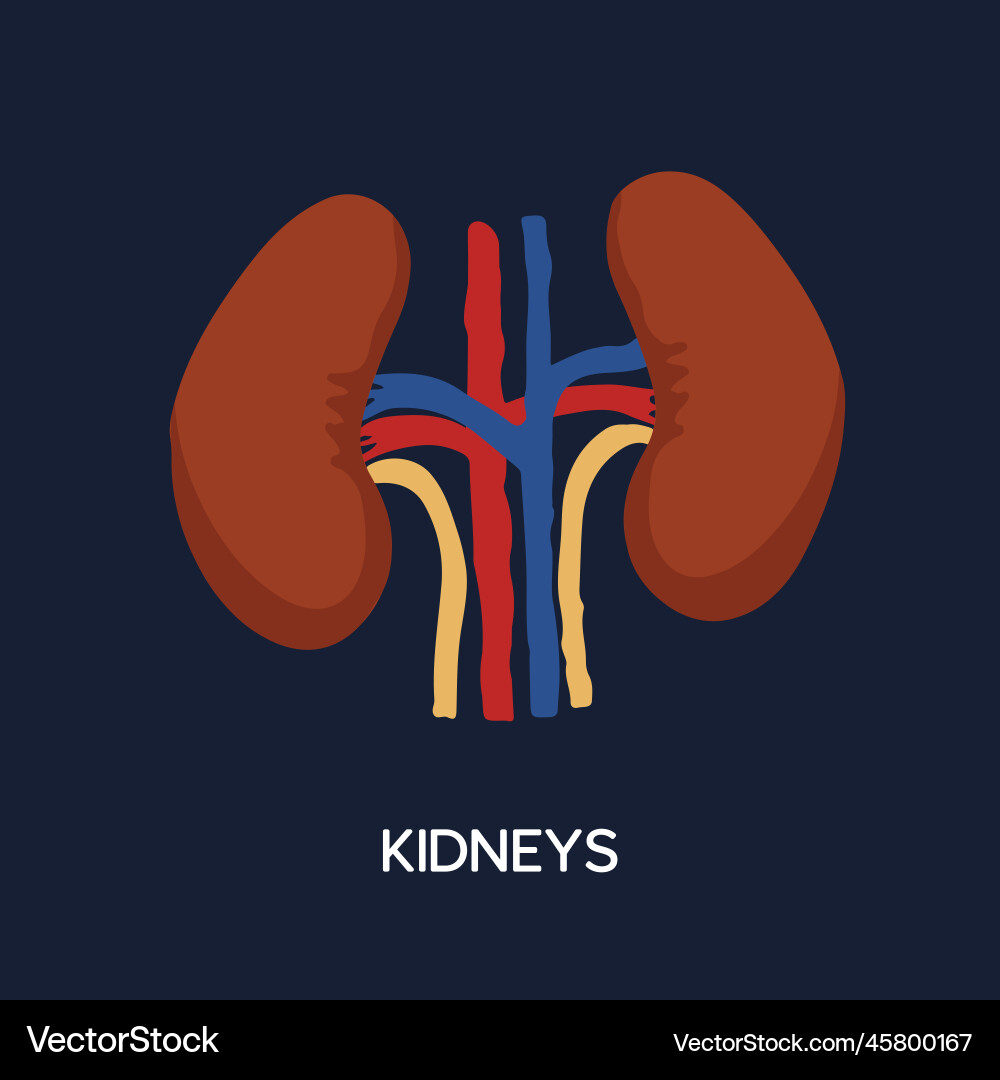 Human internal organs cartoon anatomy body part Vector Image