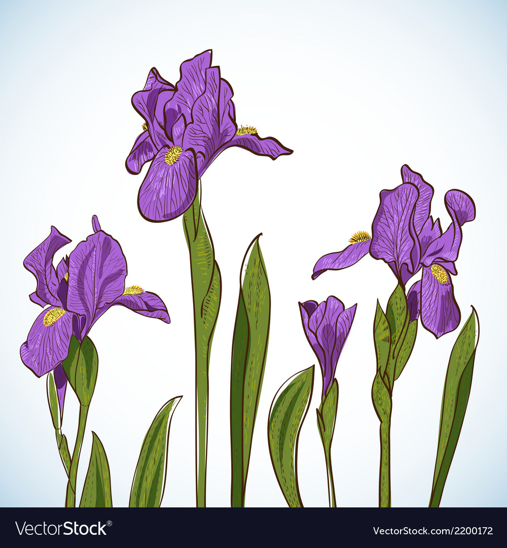 Irises Royalty Free Vector Image - VectorStock