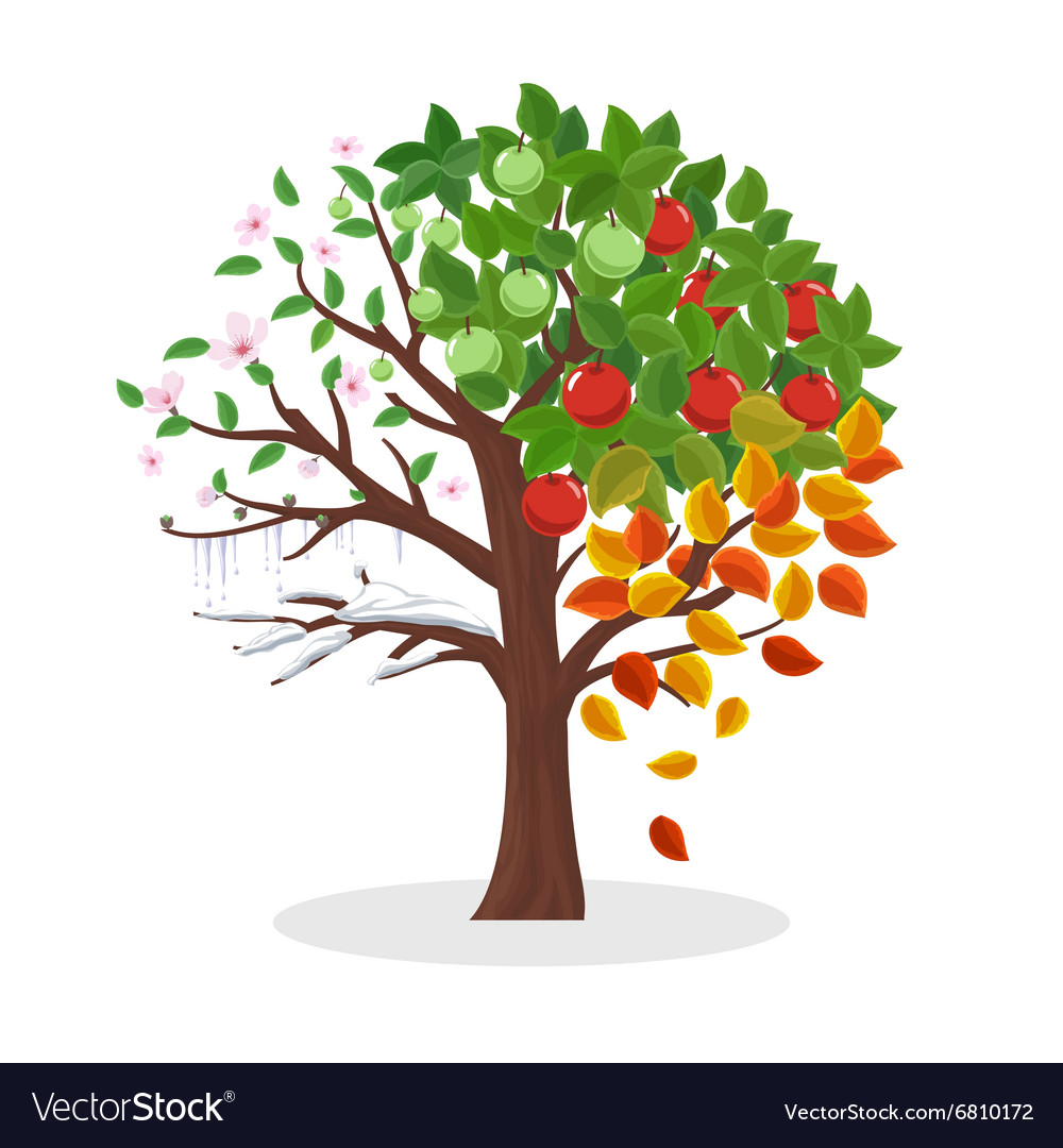 Seasons tree Royalty Free Vector Image - VectorStock