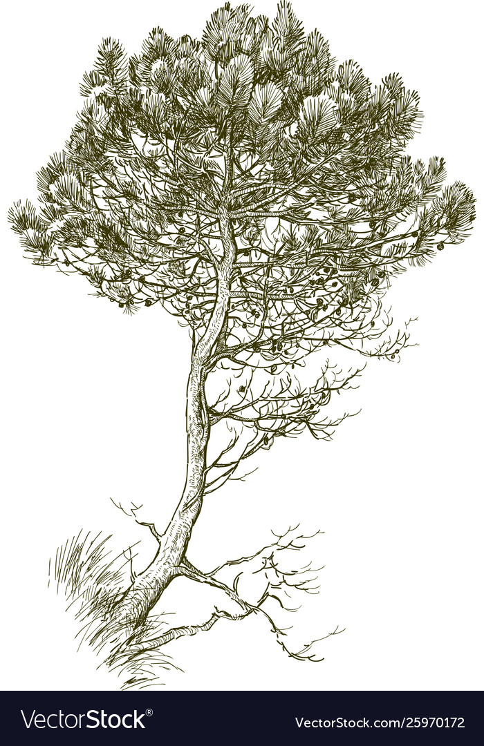 Young pine Royalty Free Vector Image - VectorStock