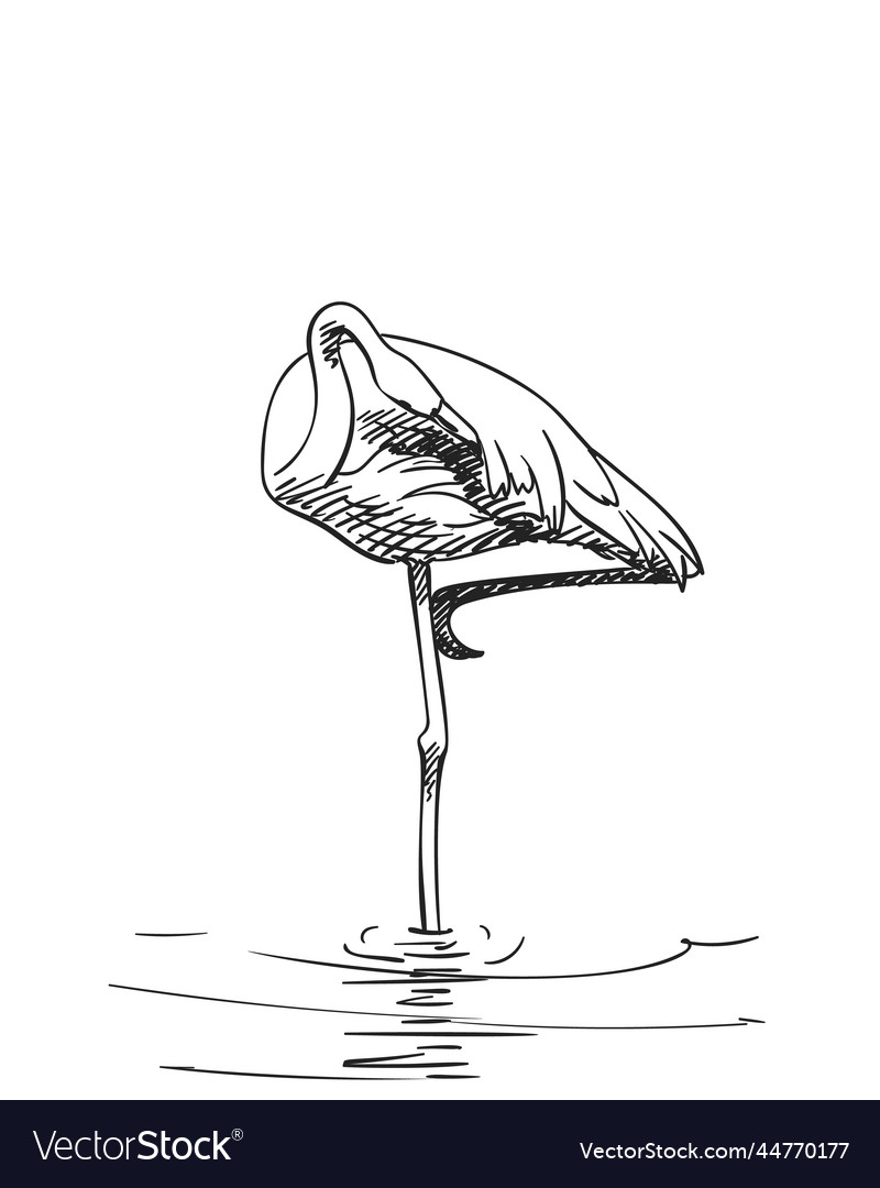 Flamingo Royalty Free Vector Image - VectorStock