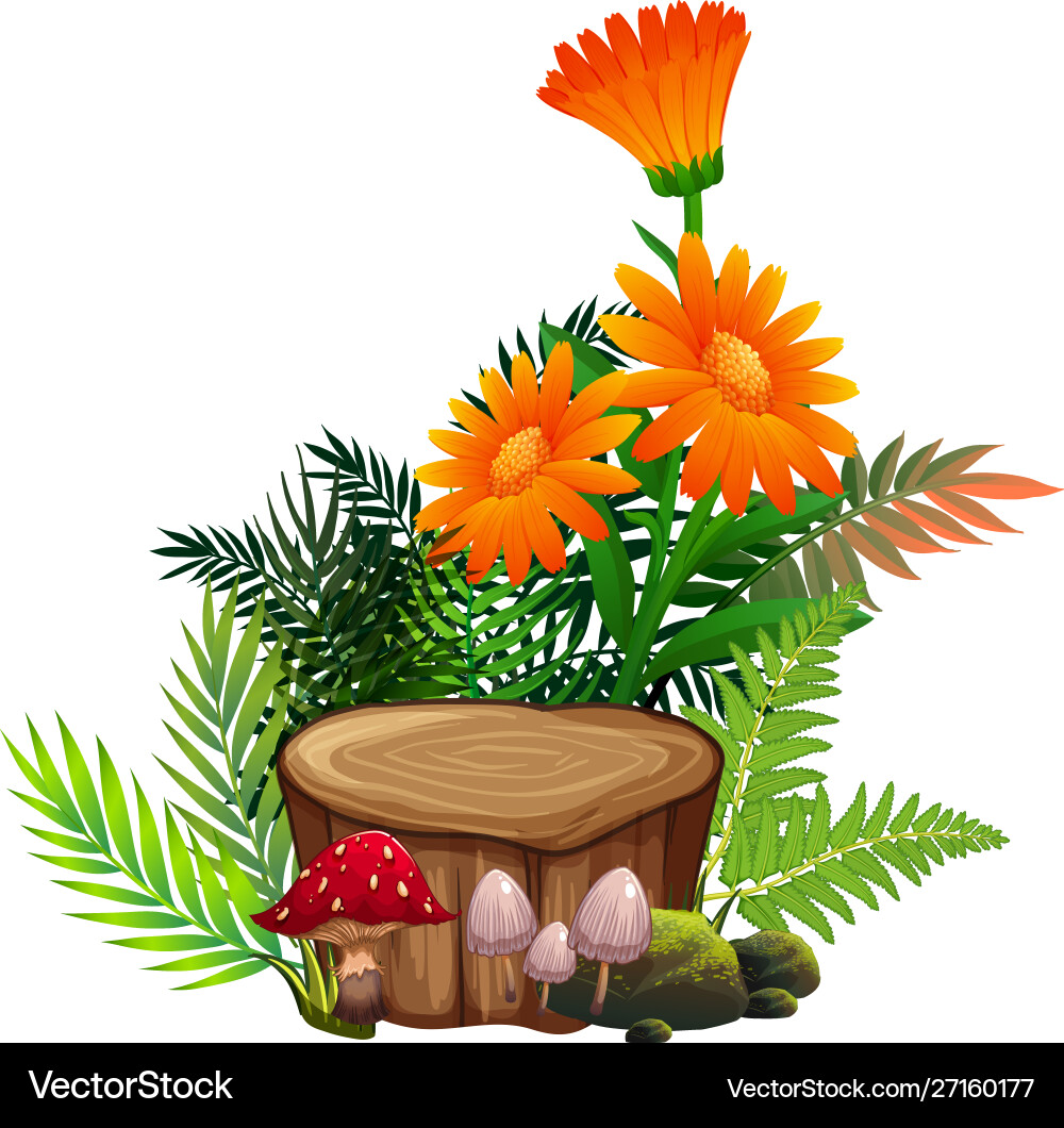 Gerbera daisy flowers and ferns on white Vector Image
