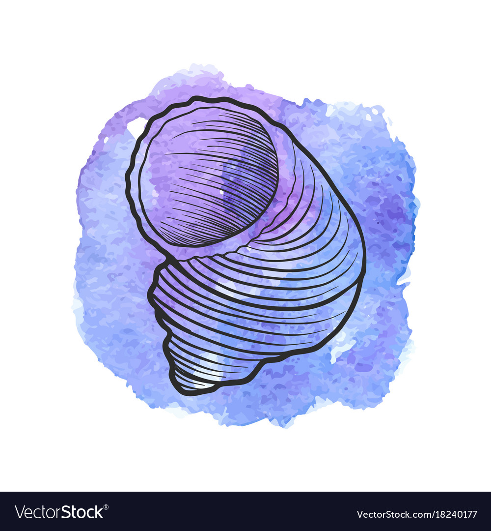 Hand drawn seashell Royalty Free Vector Image - VectorStock
