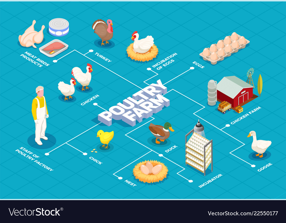 Poultry farm isometric flowchart Royalty Free Vector Image Poultry farm isometric flowchart Royalty Free Vector Image