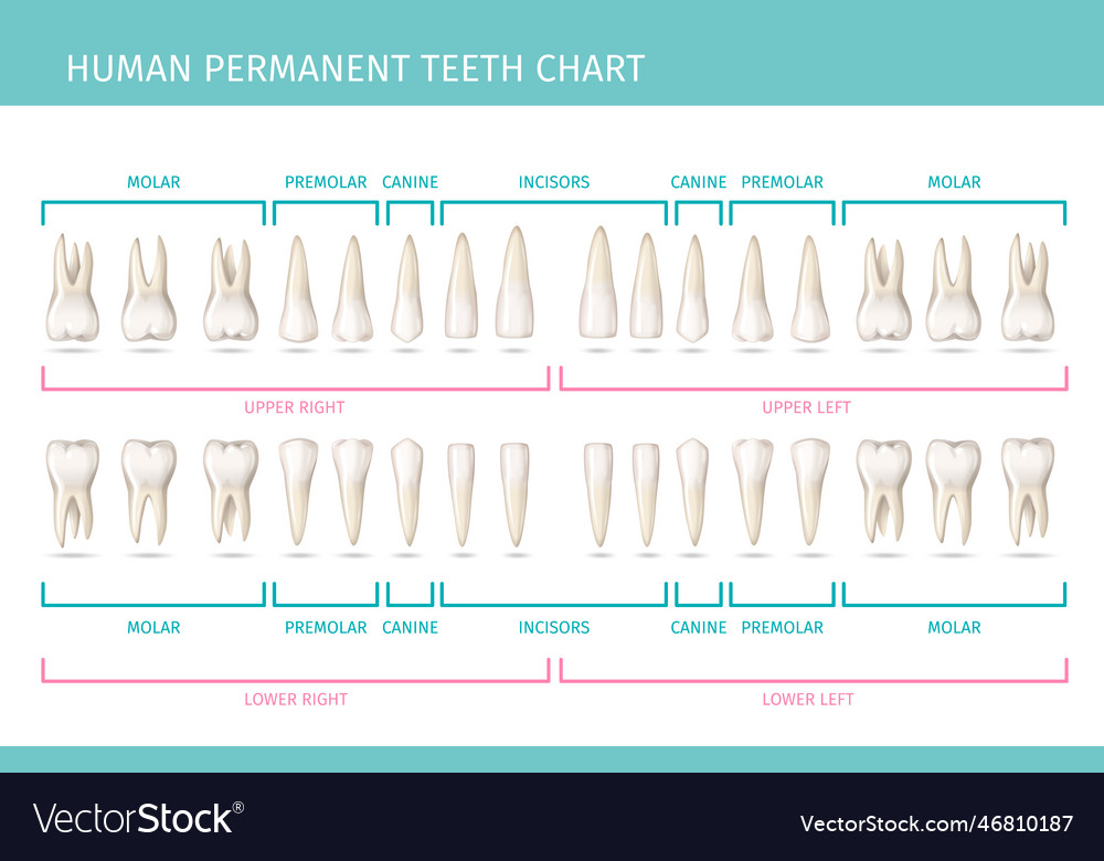 Human teeth chart Royalty Free Vector Image - VectorStock