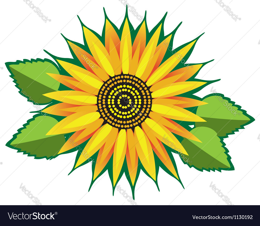 Sunflower Royalty Free Vector Image - VectorStock