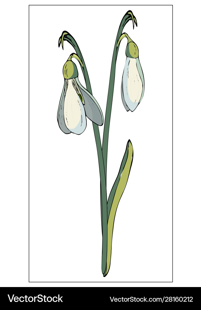 Snowdrop isolated object on a white background Vector Image