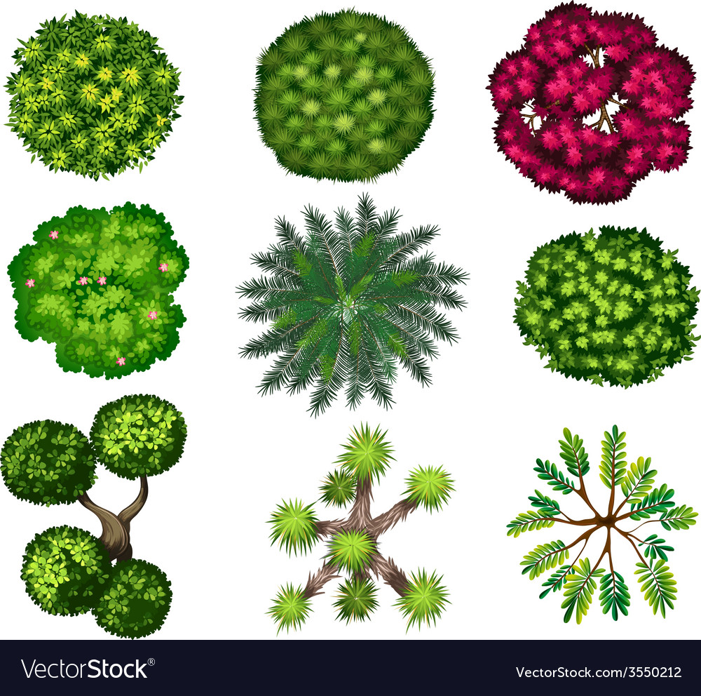 Top tree Royalty Free Vector Image - VectorStock