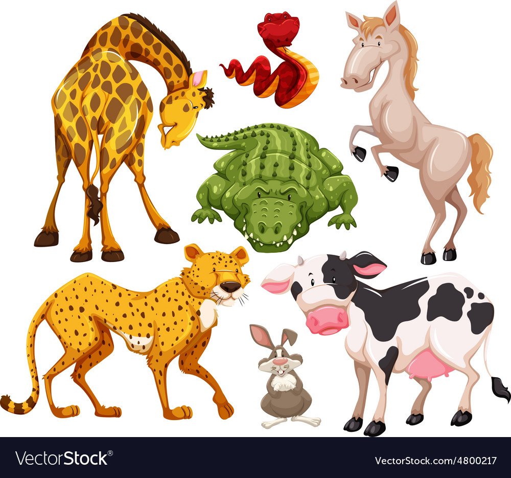 Animals Royalty Free Vector Image - VectorStock