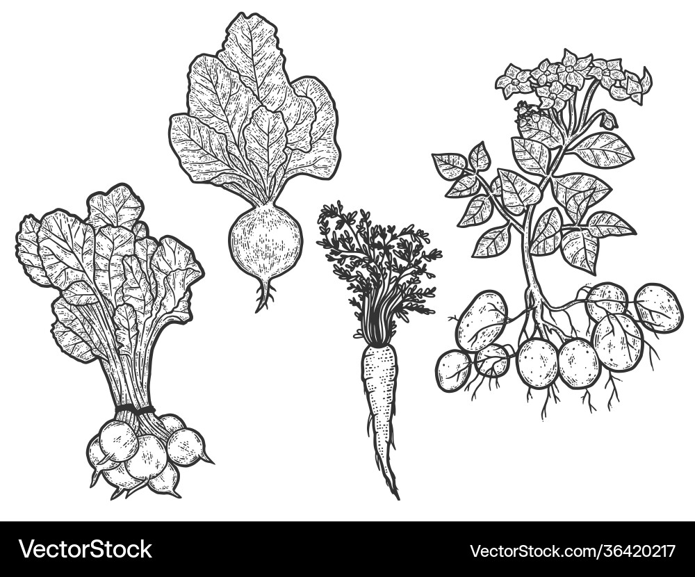 Set vegetables from root to green top sketch Vector Image