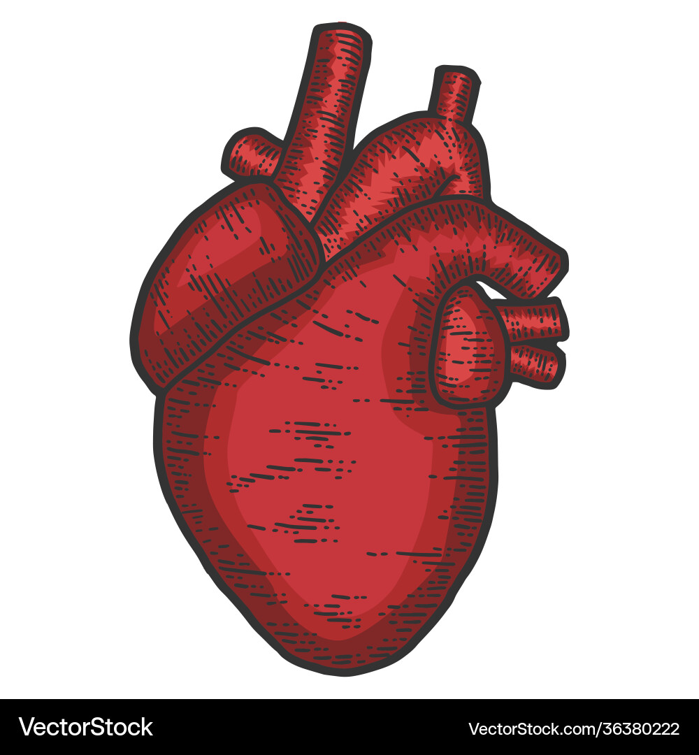 Human heart anatomy sketch scratch board Vector Image