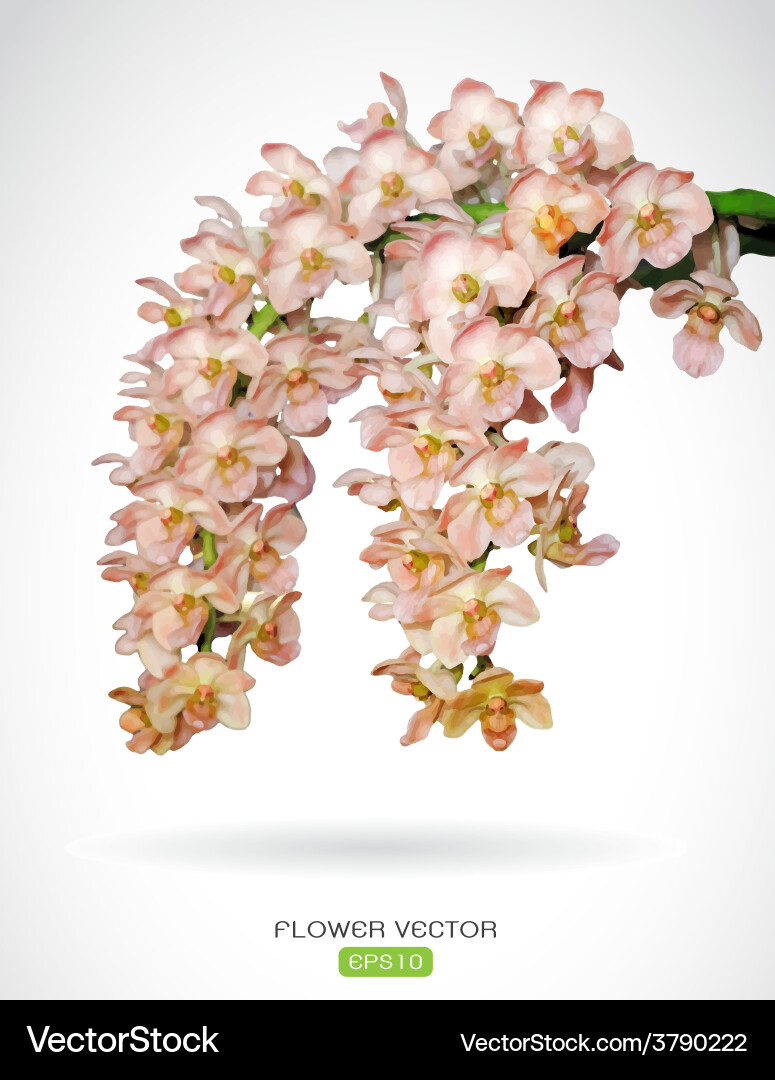 Image of orchid flower Royalty Free Vector Image
