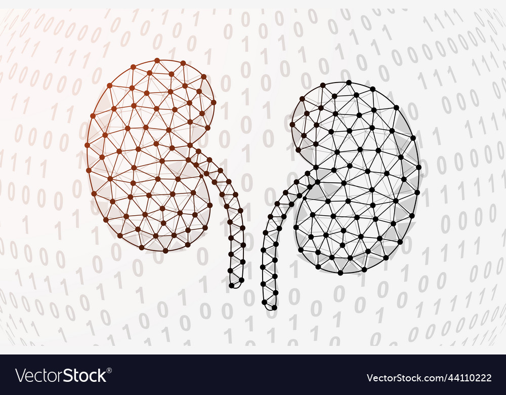 Kidneys 3d low poly symbol with binary code Vector Image