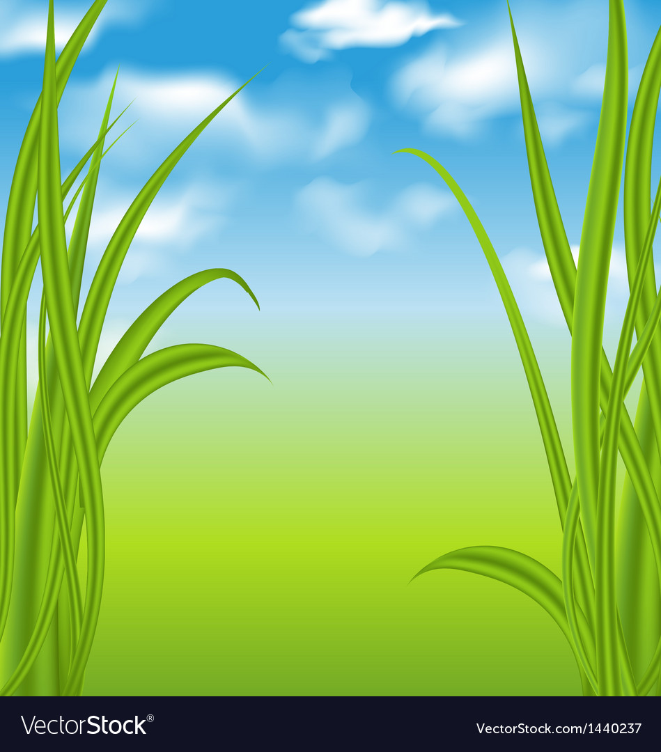 Nature background with green grass and sky Vector Image