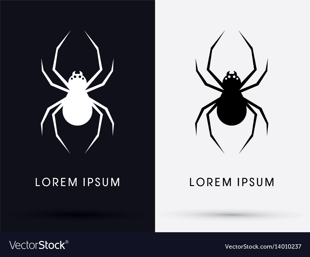 Spider shadow Royalty Free Vector Image - VectorStock