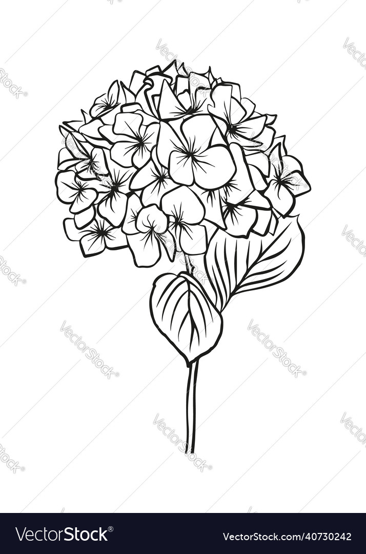 Contour Drawing Of A Hydrangea Branch Isolated Vector Image