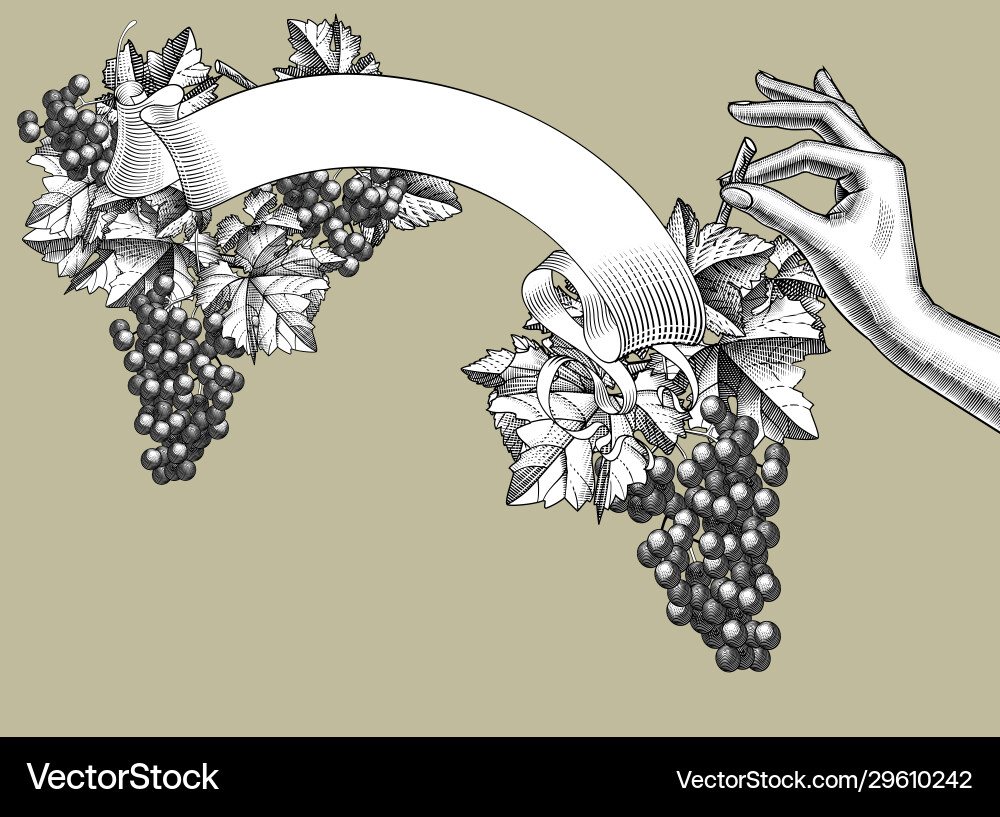 Ribbon banner with bunch grapes Royalty Free Vector Image
