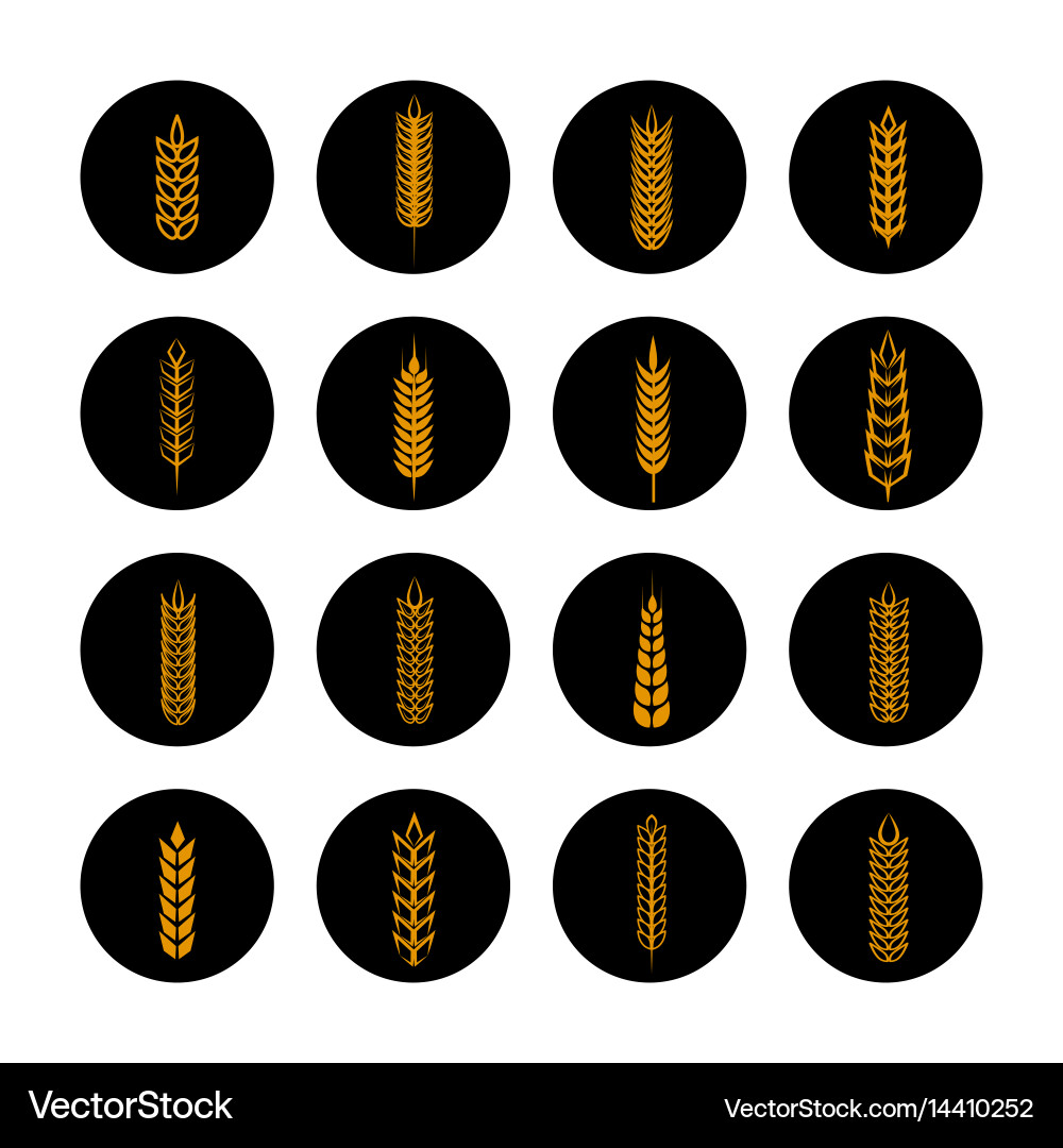 Golden grain ears on black rounds Royalty Free Vector Image