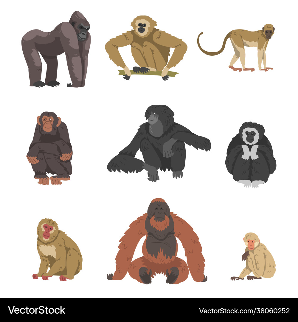 Monkey as arboreal primate and simian mammal Vector Image