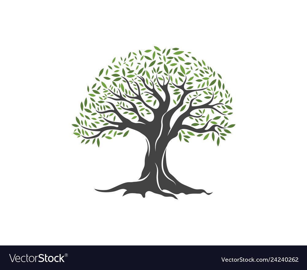 Olive tree Royalty Free Vector Image - VectorStock