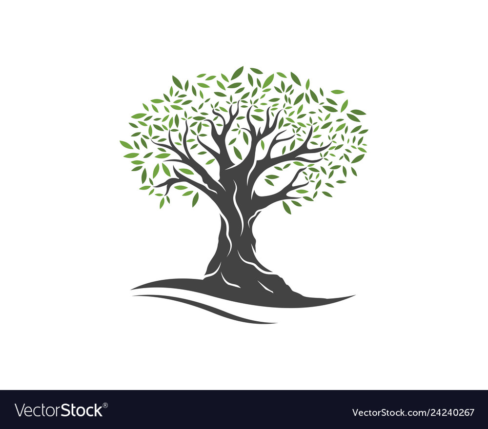 Olive tree Royalty Free Vector Image - VectorStock