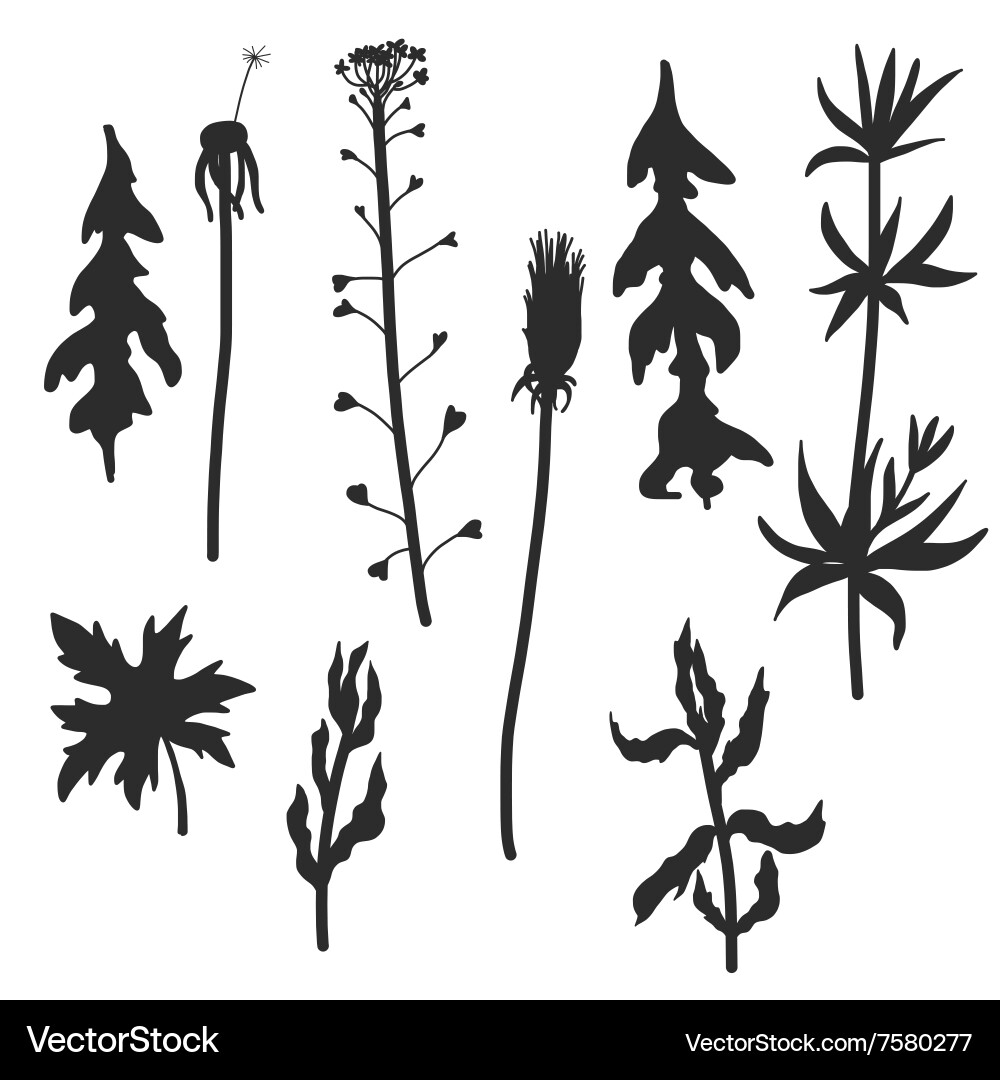 Floral set of wild plants Royalty Free Vector Image
