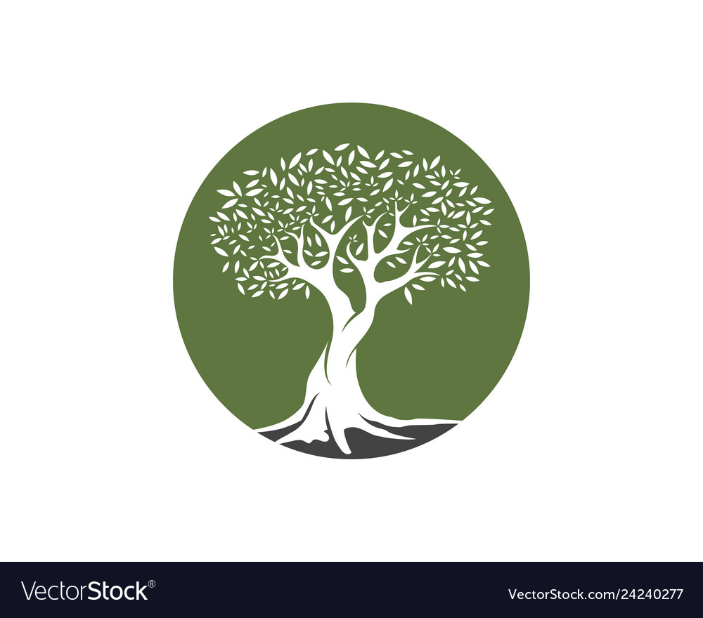 Olive tree Royalty Free Vector Image - VectorStock